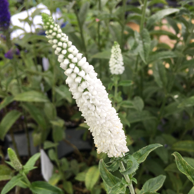 Veronica longifolia 'First Lady'